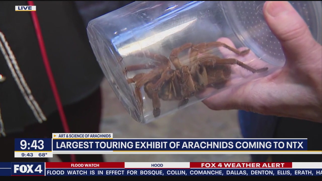 Largest touring exhibit or arachnids coming to NTX | FOX 4 Dallas-Fort ...