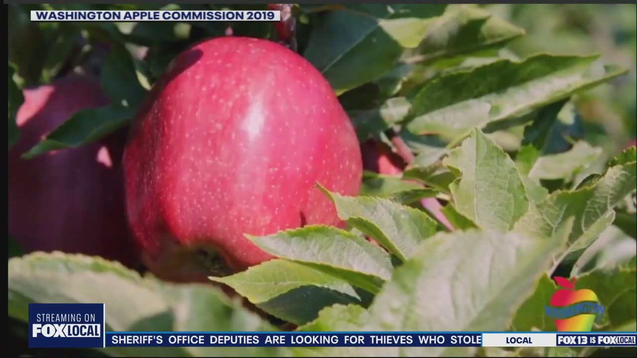 Washington's rocky relationship with the honeycrisp apple | FOX 13 Seattle