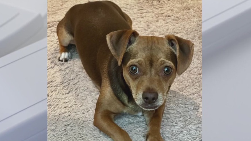 Limbo Chihuahua Rescue | FOX 13 Tampa Bay